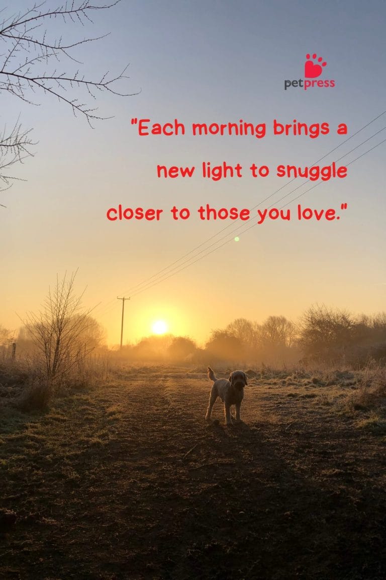 75 Good Morning Dog Quotes to Wag Your Tail to Today! - PetPress