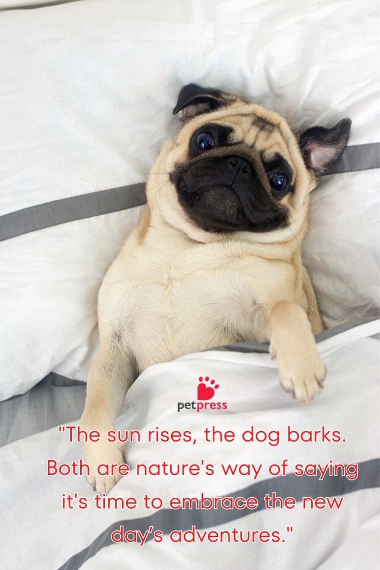 75 Good Morning Dog Quotes to Wag Your Tail to Today! - PetPress