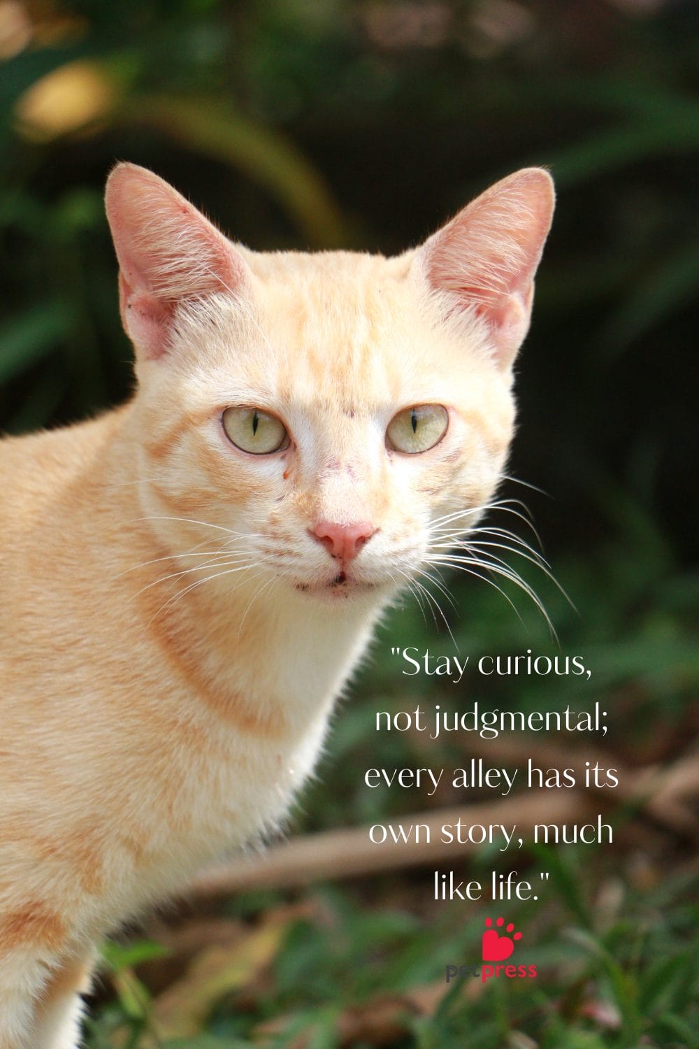 100+ Cat Quotes for Phone Wallpaper: Upgrade Your Screen! - PetPress