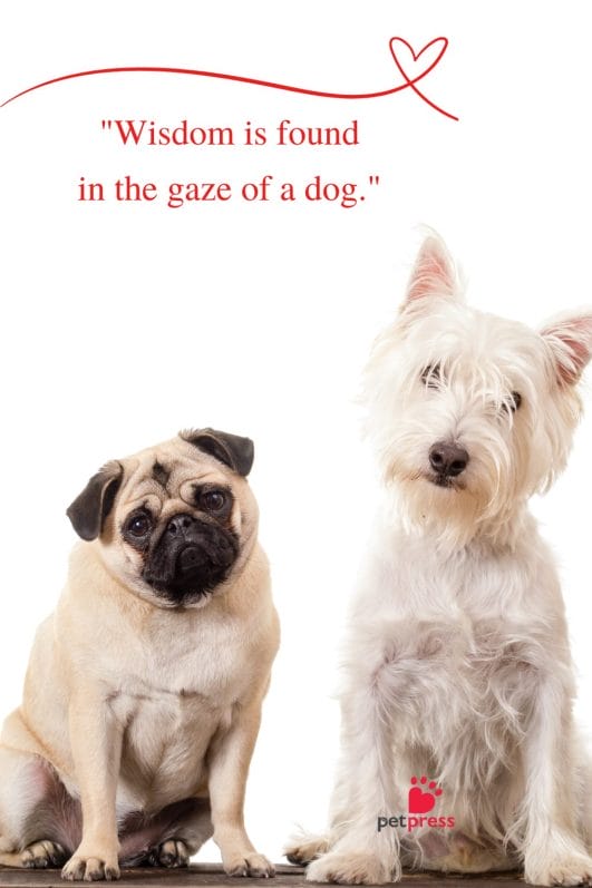 100+ Dog Quotes for Phone Wallpaper to Brighten Your Screen - PetPress