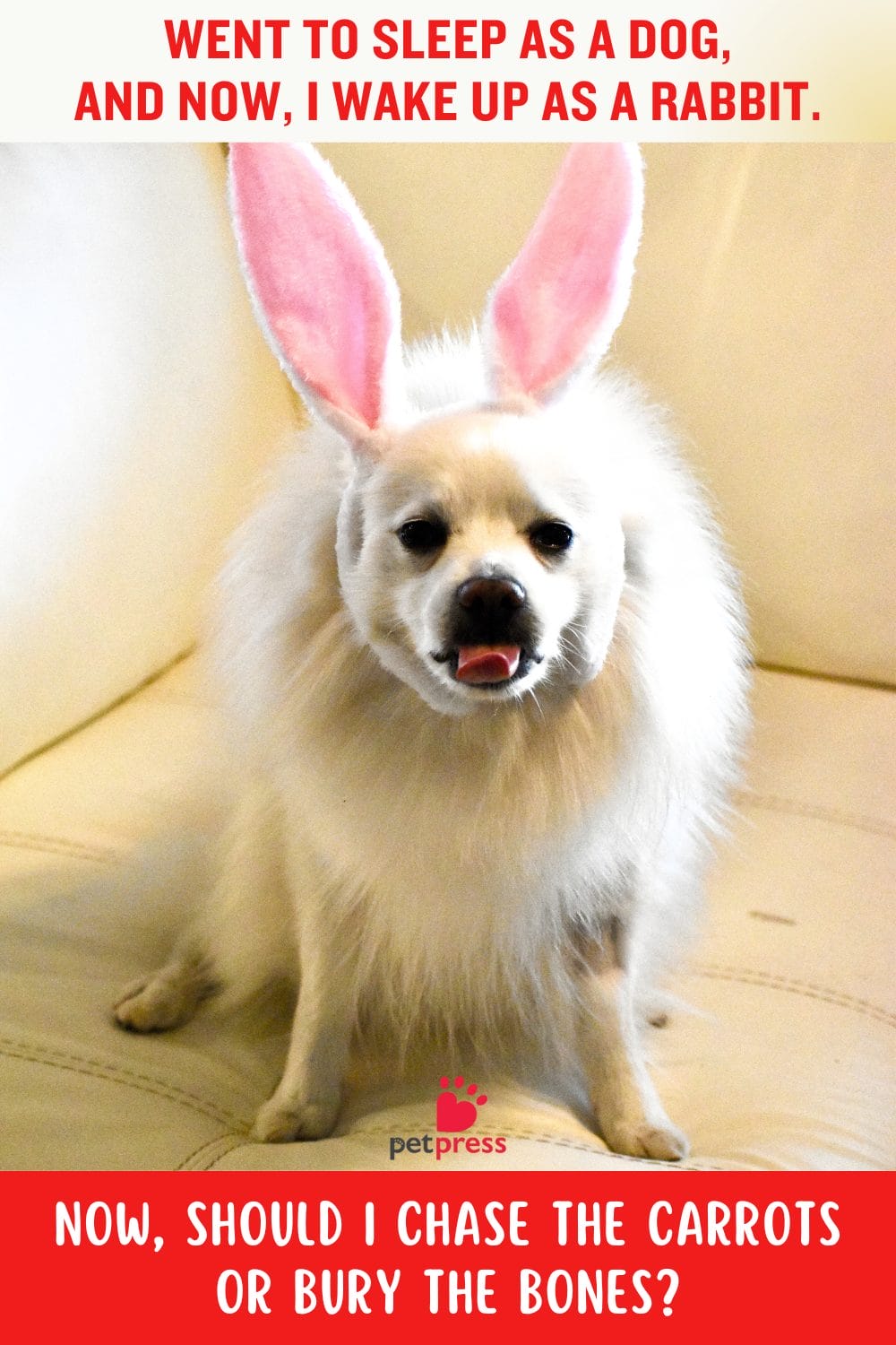 Funny Dog Easter Memes: Get Ready to Crack Up! - PetPress