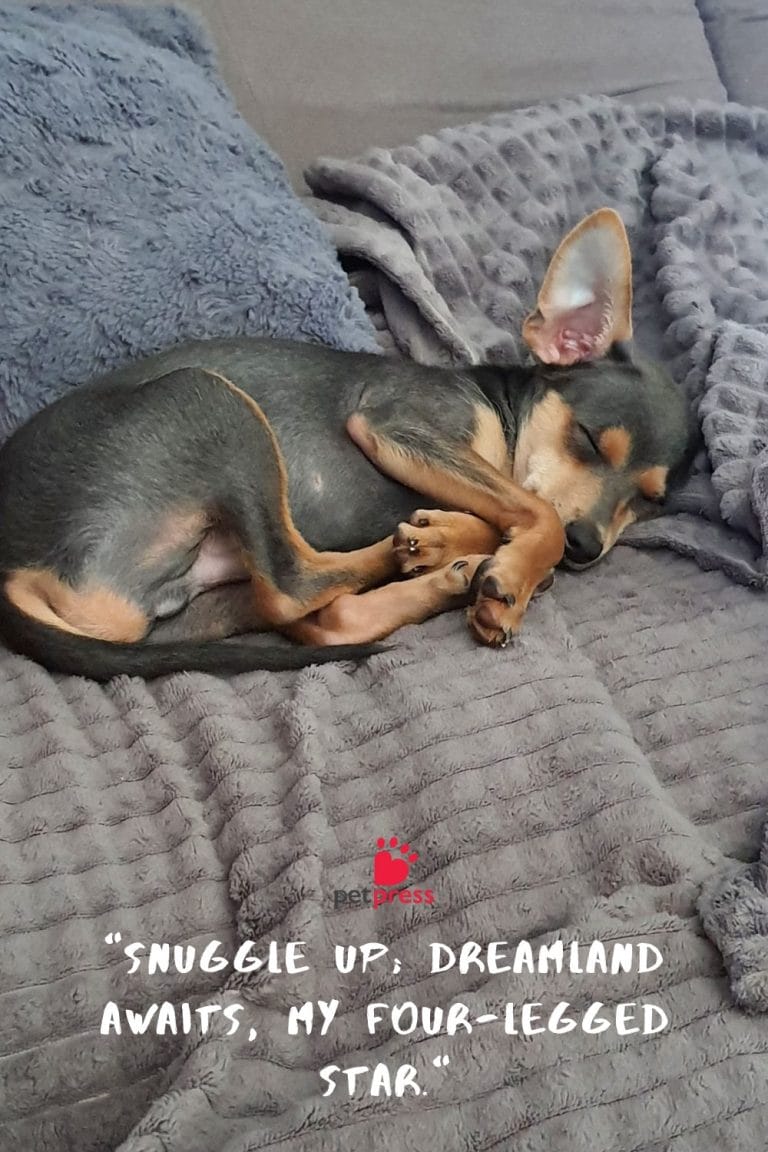 Good Night Dog Quotes: 65 Ways to Say Sweet Dreams! - PetPress