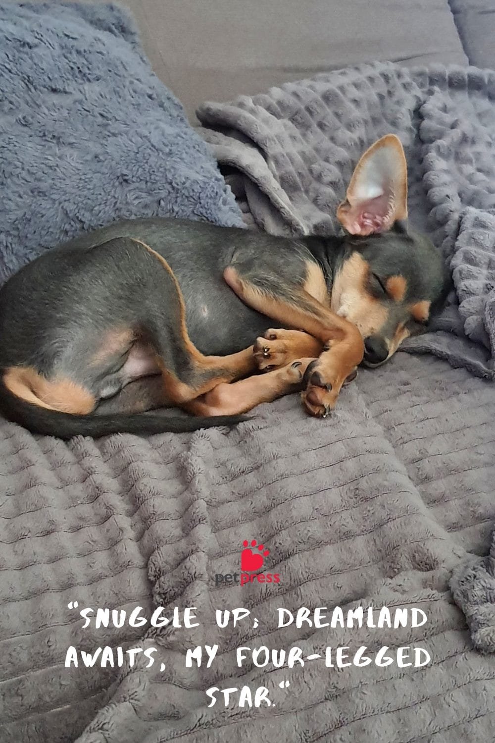 Good Night Dog Quotes: 65 Ways to Say Sweet Dreams! - PetPress