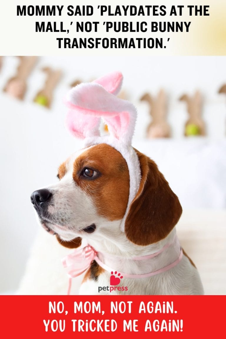 Funny Dog Easter Memes: Get Ready to Crack Up! - PetPress