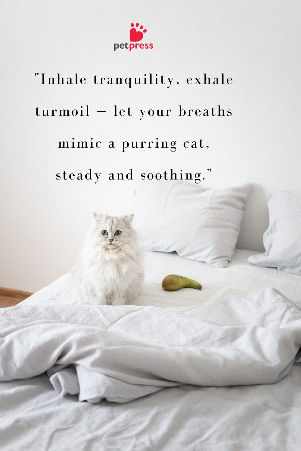 75 Best Good Morning Cat Quotes to Kickstart Your Morning! - PetPress