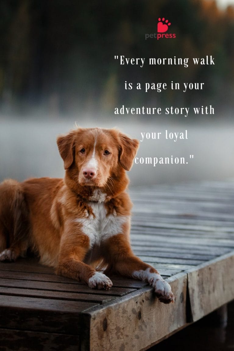 75 Good Morning Dog Quotes to Wag Your Tail to Today! - PetPress