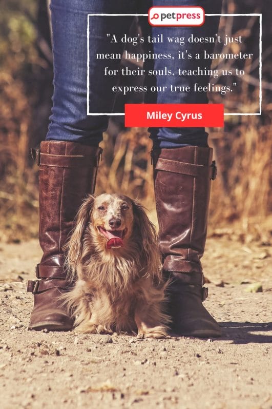 Bark & Awe: 50 Inspirational Dog Owner Quotes by Celebrities - PetPress