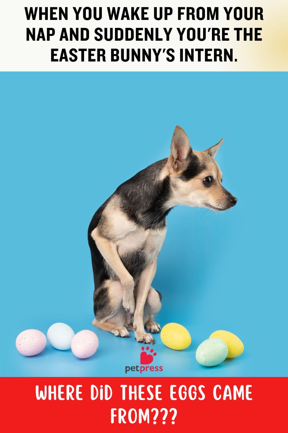 Funny Dog Easter Memes: Get Ready to Crack Up! - PetPress