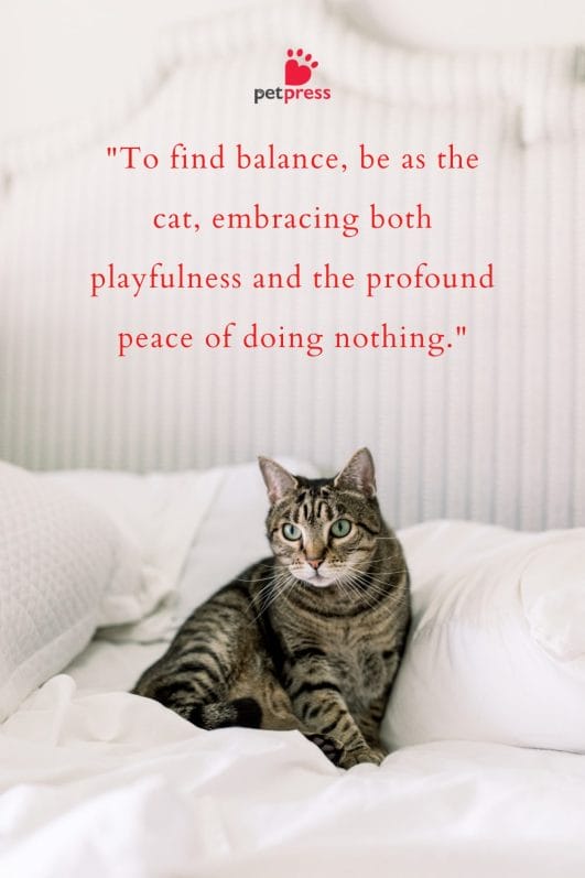 75 Best Good Morning Cat Quotes to Kickstart Your Morning! - PetPress