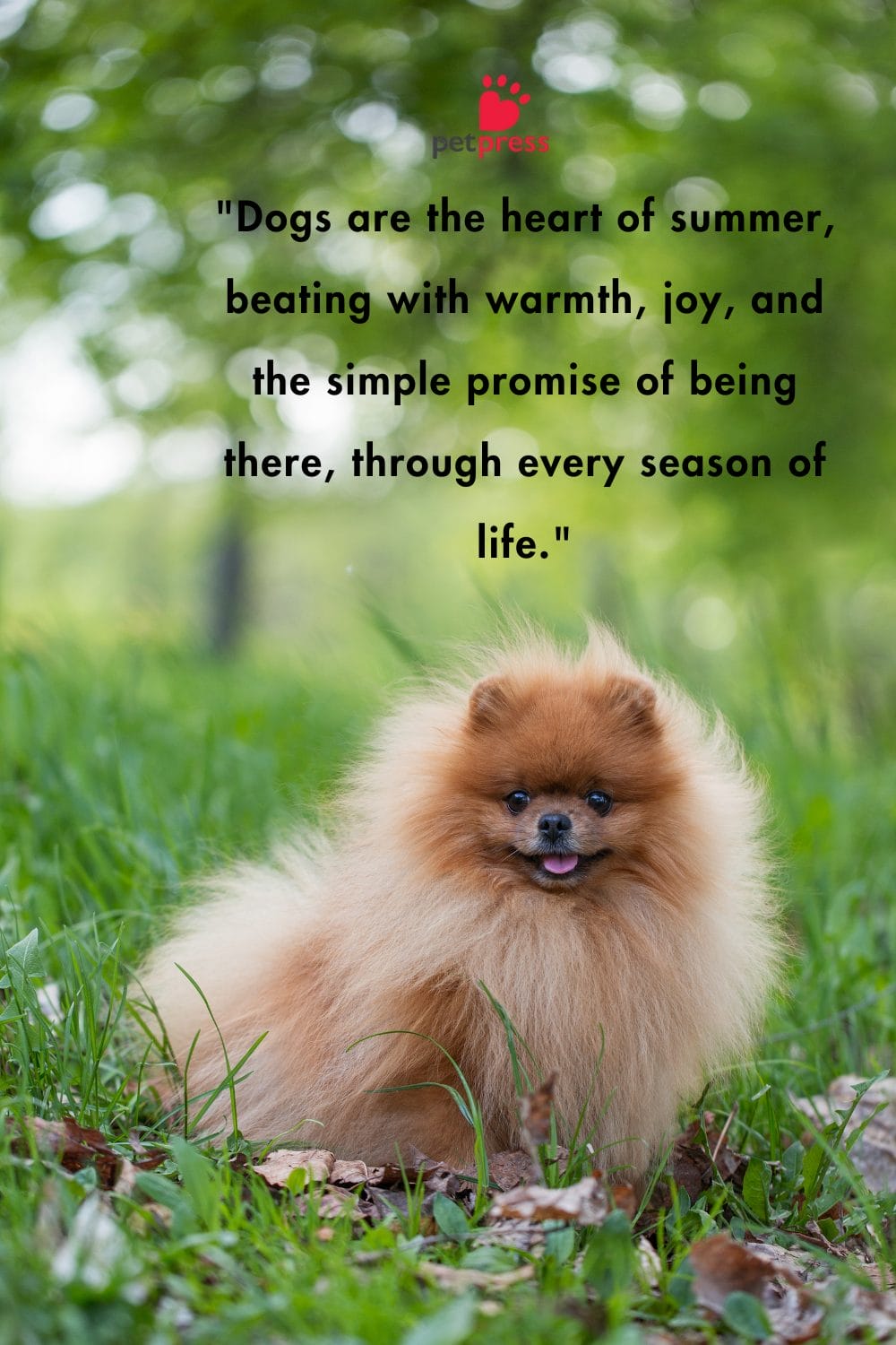 First Look! Summer Dog Quotes to Warm Your Heart - PetPress