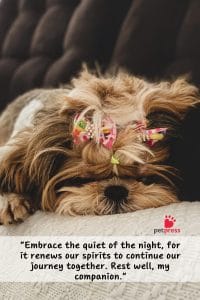 Good Night Dog Quotes: 65 Ways to Say Sweet Dreams! - PetPress