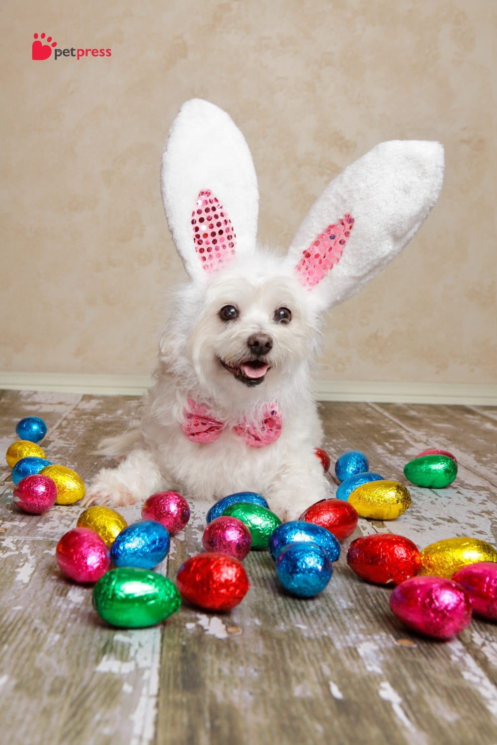 Dog Easter Egg Hunt: Pawsome Egg-citing Adventures Awaits! - PetPress