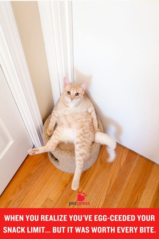 Funny Cat Easter Memes: Purr-fect for Holiday Giggles! - PetPress