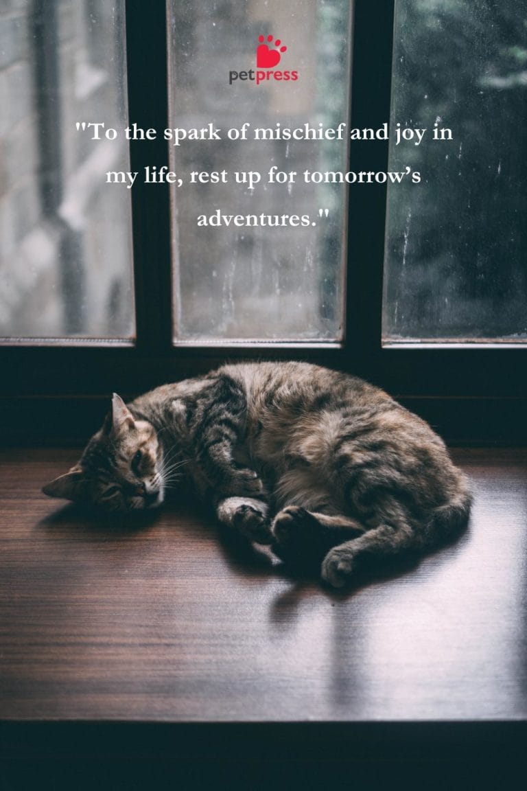 60 Good Night Cat Quotes: Snooze with a Smile! - PetPress