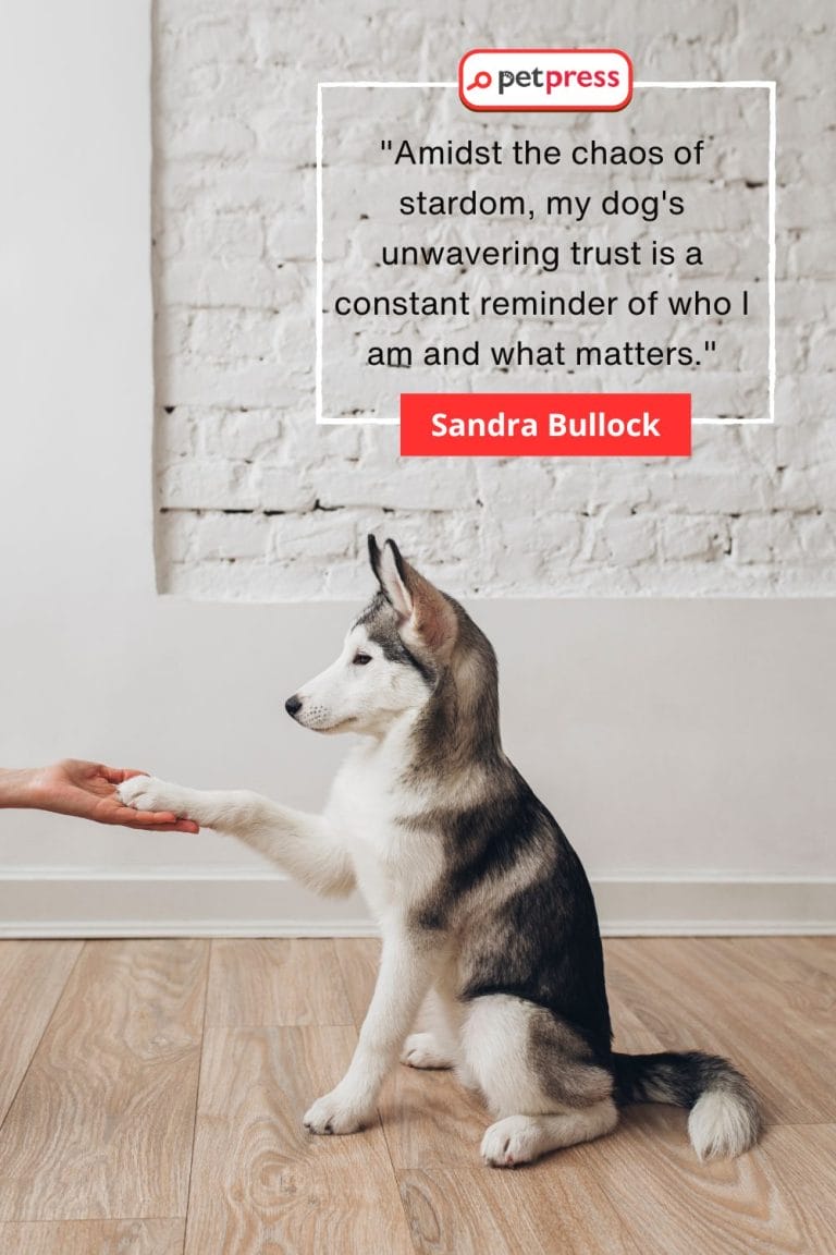 Bark & Awe: 50 Inspirational Dog Owner Quotes by Celebrities - PetPress