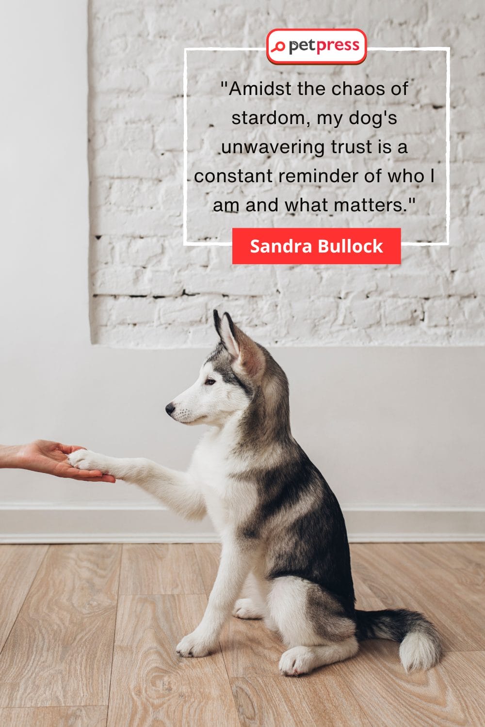 Bark & Awe: 50 Inspirational Dog Owner Quotes by Celebrities - PetPress