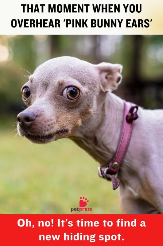 Funny Dog Easter Memes: Get Ready to Crack Up! - PetPress