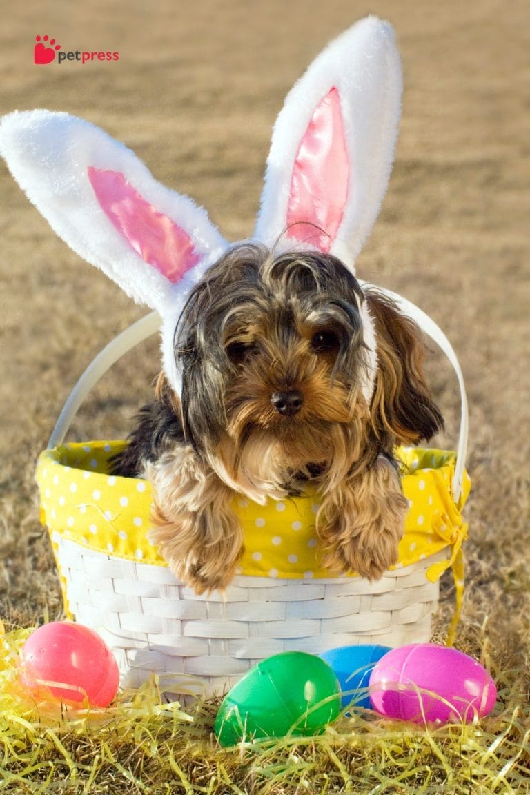 Dog Easter Egg Hunt: Pawsome Egg-citing Adventures Awaits! - PetPress
