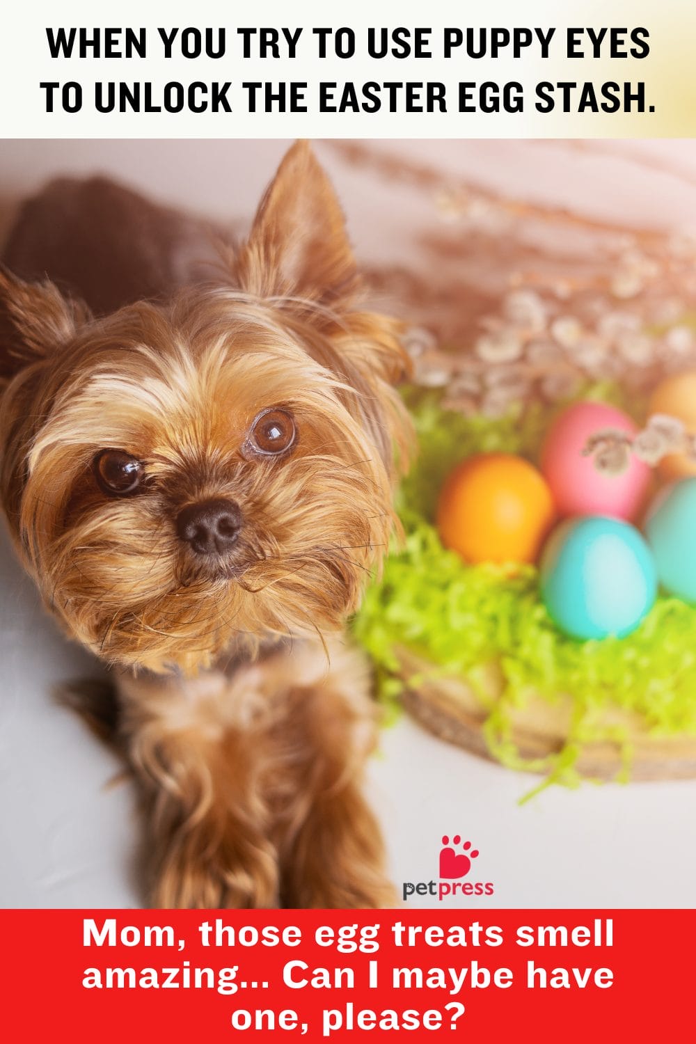 Funny Dog Easter Memes: Get Ready to Crack Up! - PetPress