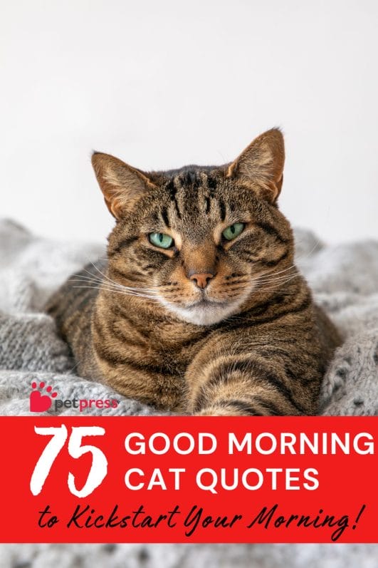 75 Best Good Morning Cat Quotes to Kickstart Your Morning! - PetPress