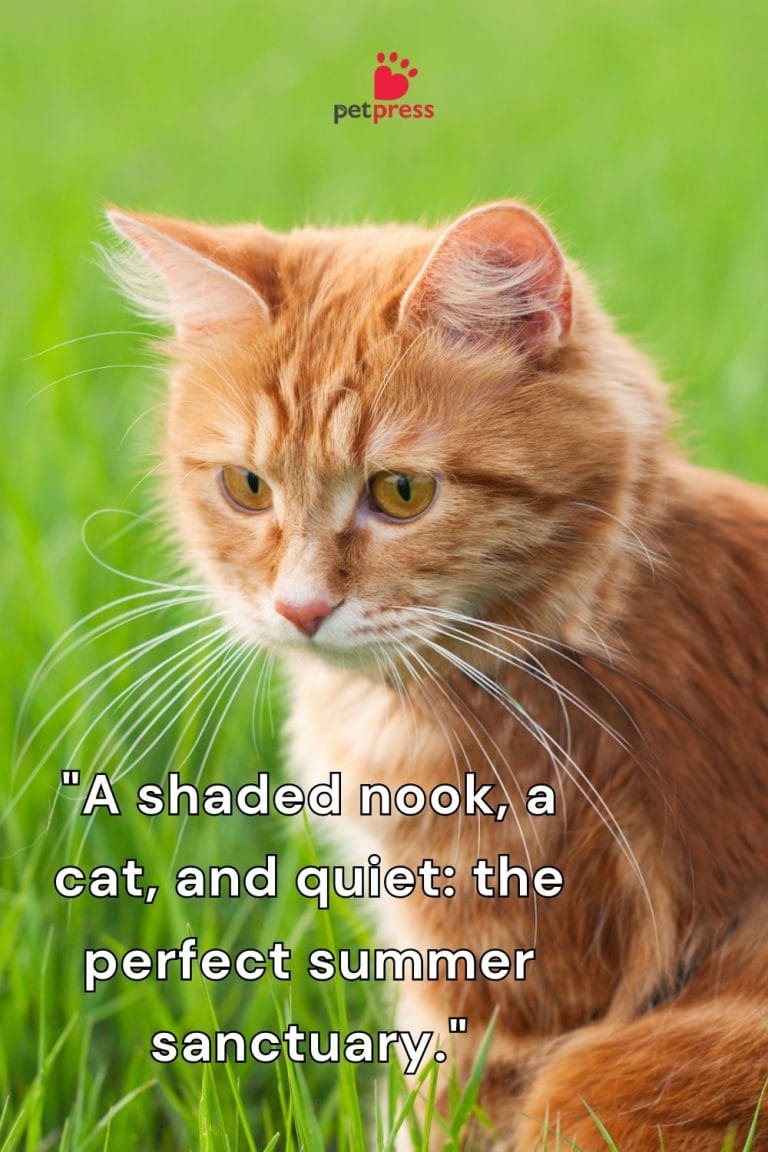 Chill & Purr: 75 Best Summer Cat Quotes to Make You Feel Cozy - PetPress
