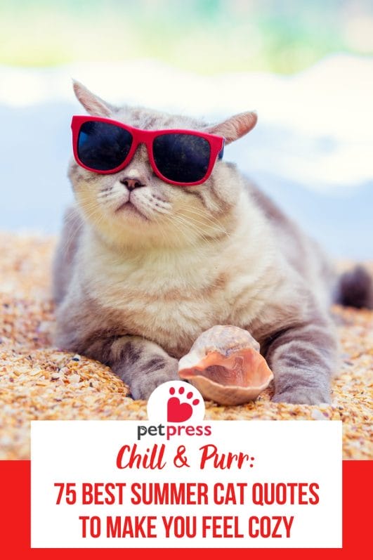 Chill & Purr: 75 Best Summer Cat Quotes to Make You Feel Cozy - PetPress