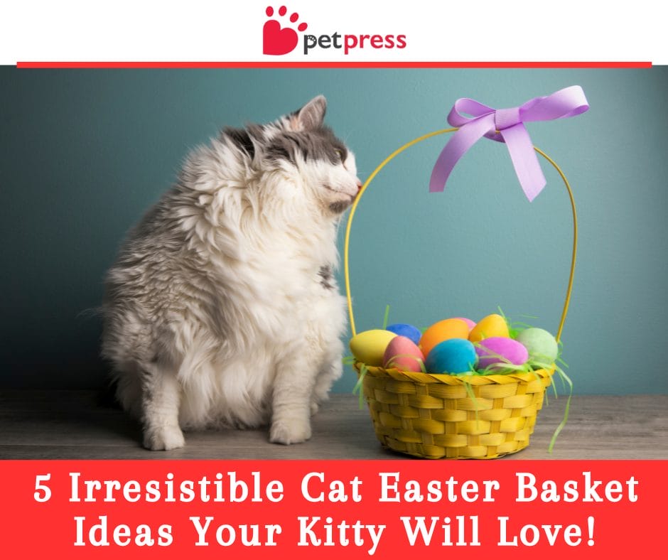 Unleash Adventures: Crafting Your DIY Cat Harness