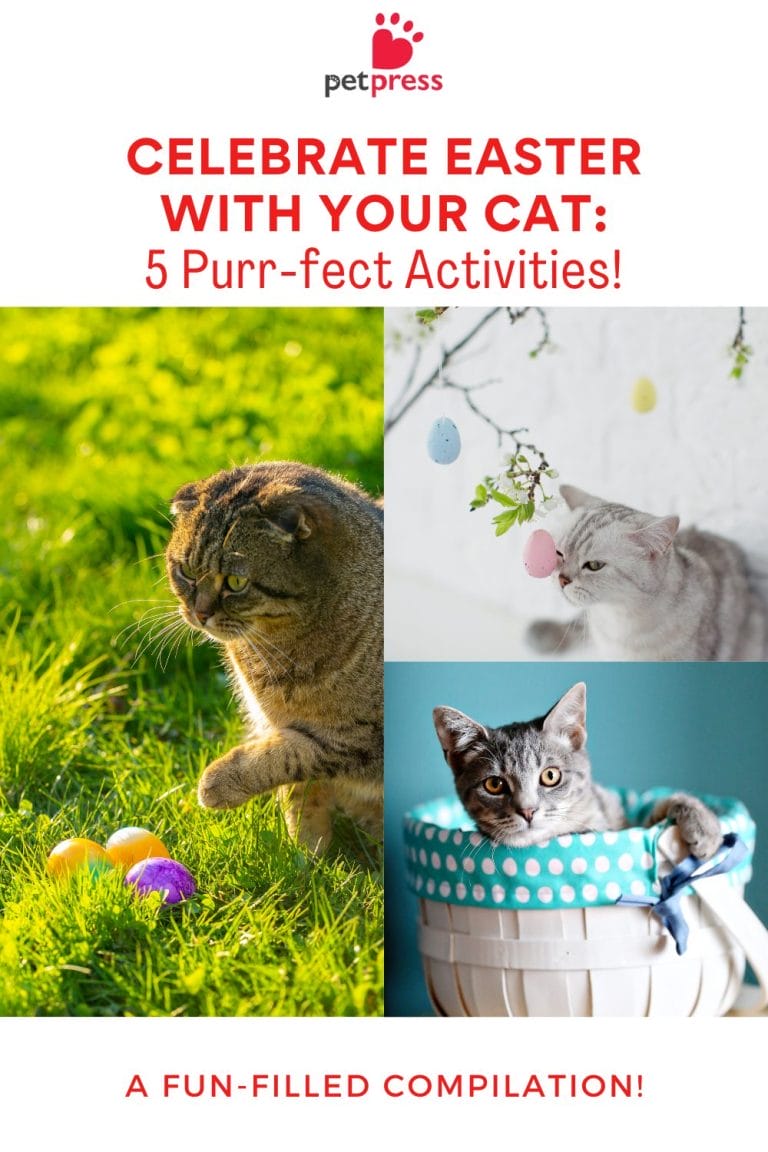 Celebrate Easter With Your Cat: 5 Purr-fect Activities! - PetPress