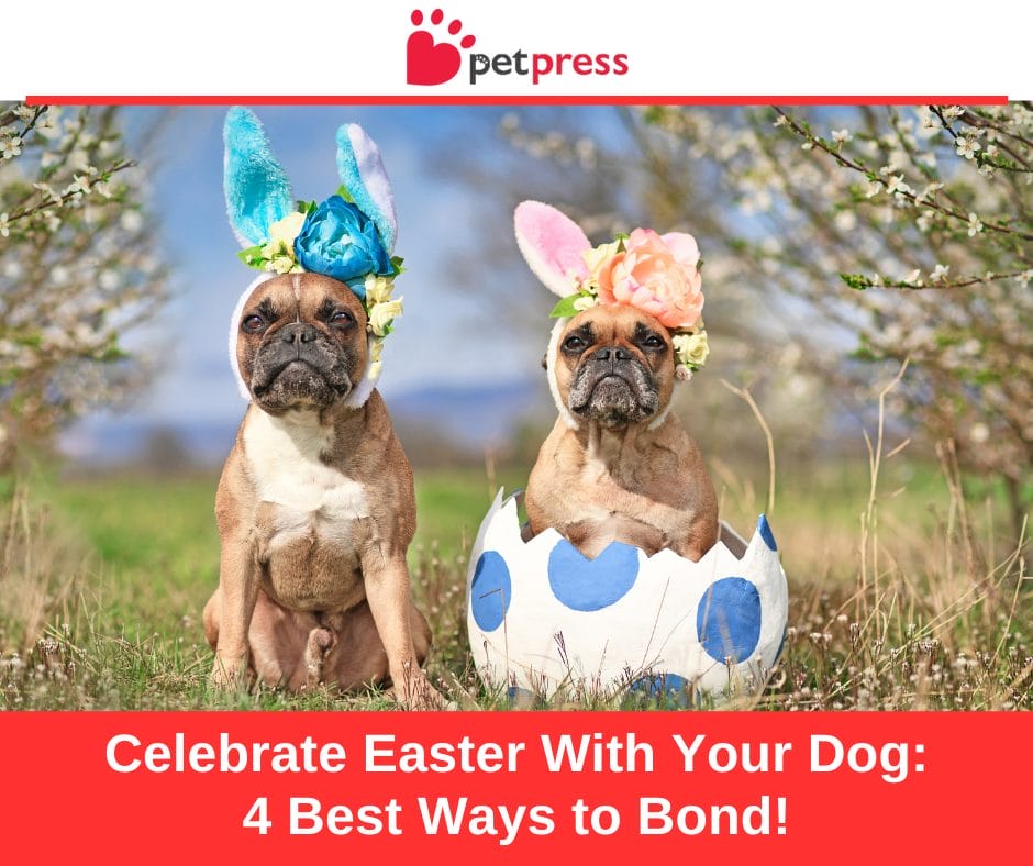 Celebrate Easter With Your Dog: 4 Best Ways to Bond! - PetPress