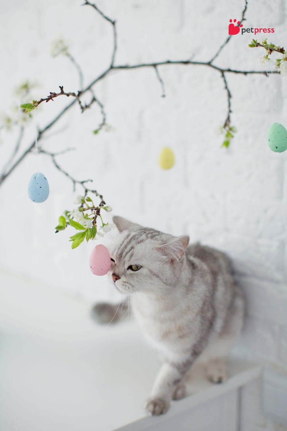 Celebrate Easter With Your Cat: 5 Purr-fect Activities! - PetPress