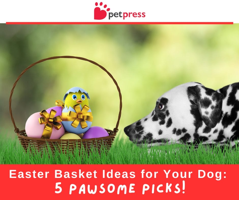 Easter Basket Ideas for Your Dog: 5 Pawsome Picks! - PetPress