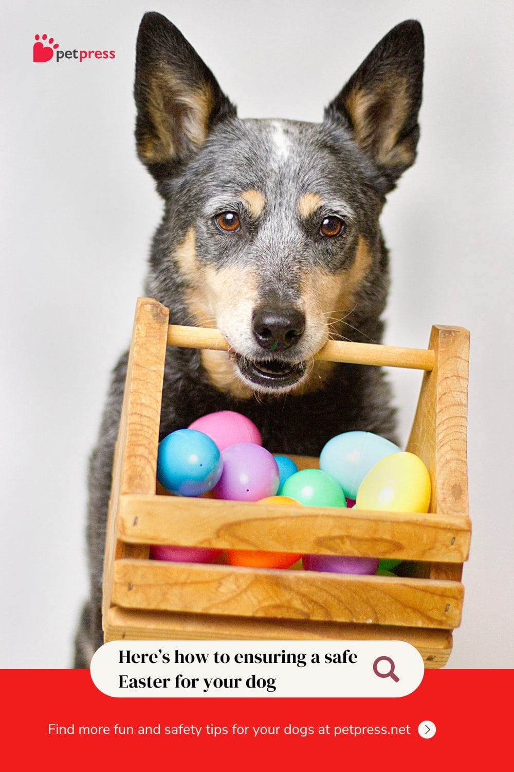 Easter Eggs for Dogs: Safe or Risky? The TRUTH is revealed! - PetPress