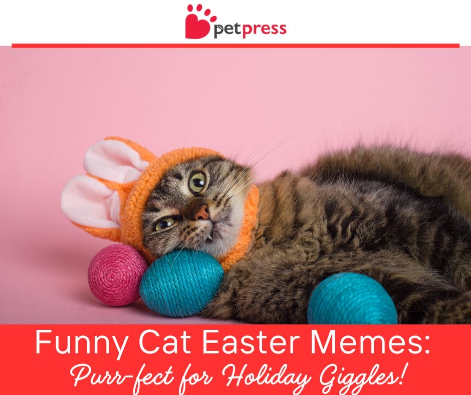 Funny Cat Easter Memes: Purr-fect for Holiday Giggles! - PetPress