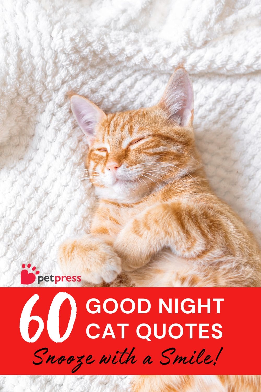 60 Good Night Cat Quotes: Snooze with a Smile! - PetPress