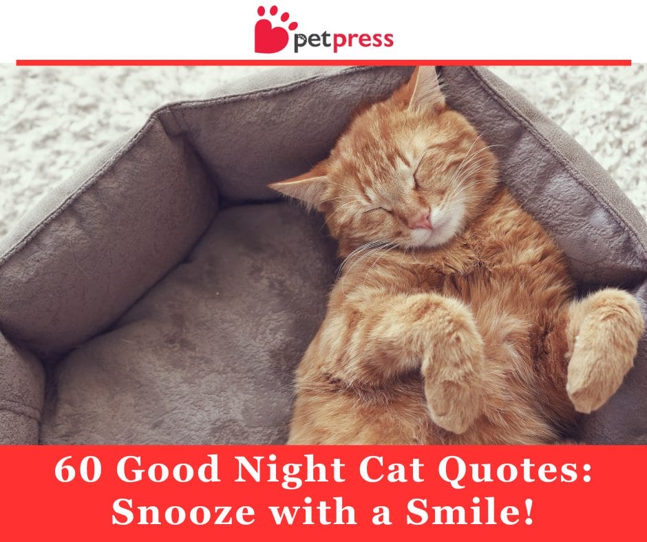 60 Good Night Cat Quotes: Snooze with a Smile! - PetPress