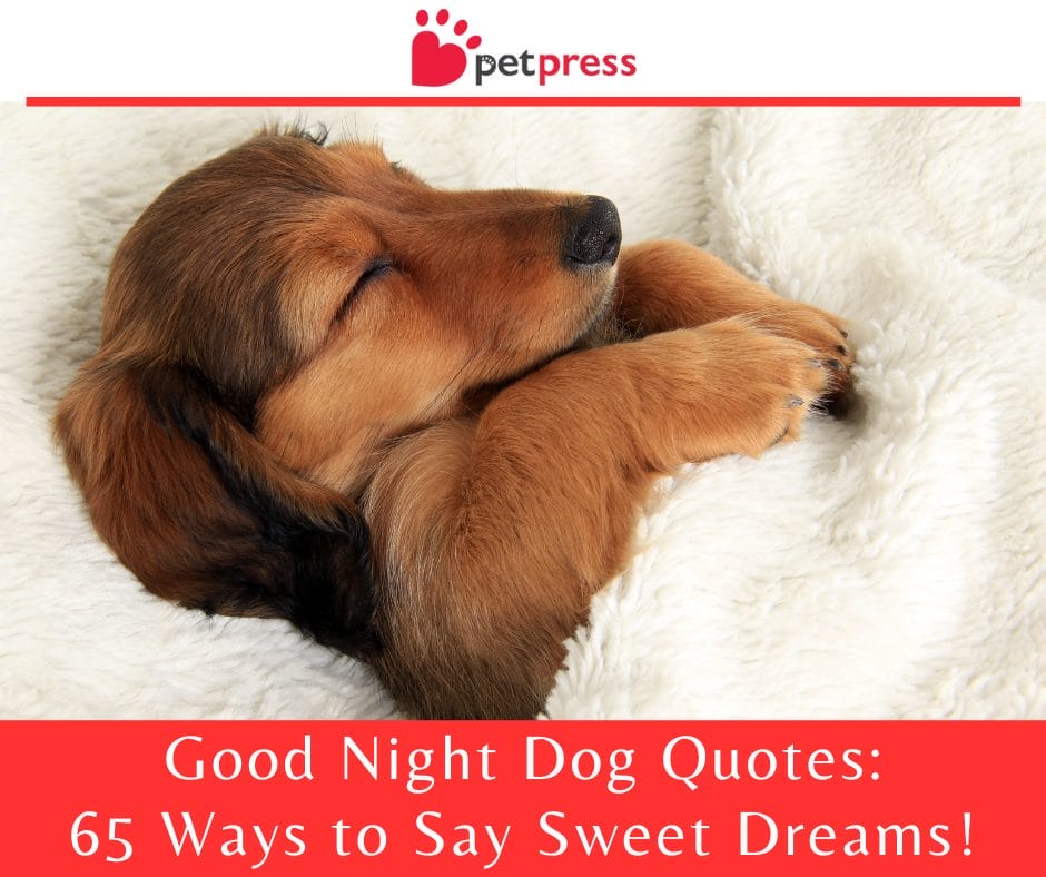 Good Night Dog Quotes: 65 Ways to Say Sweet Dreams! - PetPress