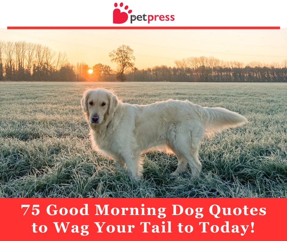 75 Good Morning Dog Quotes to Wag Your Tail to Today! - PetPress