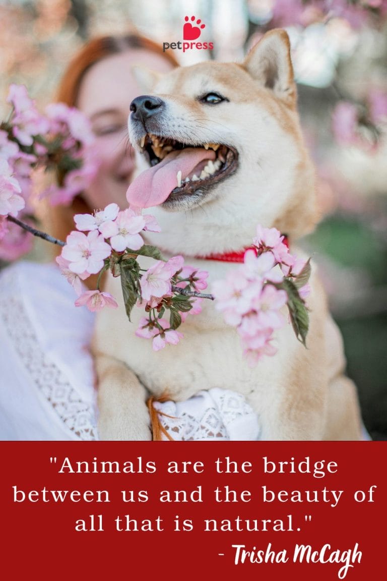 Famous Quotes About Animal Companionship Will make you awe - PetPress