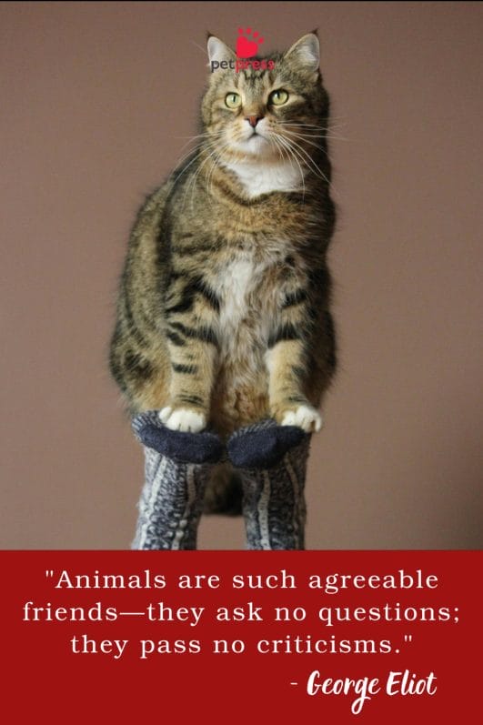 Famous Quotes About Animal Companionship Will make you awe - PetPress