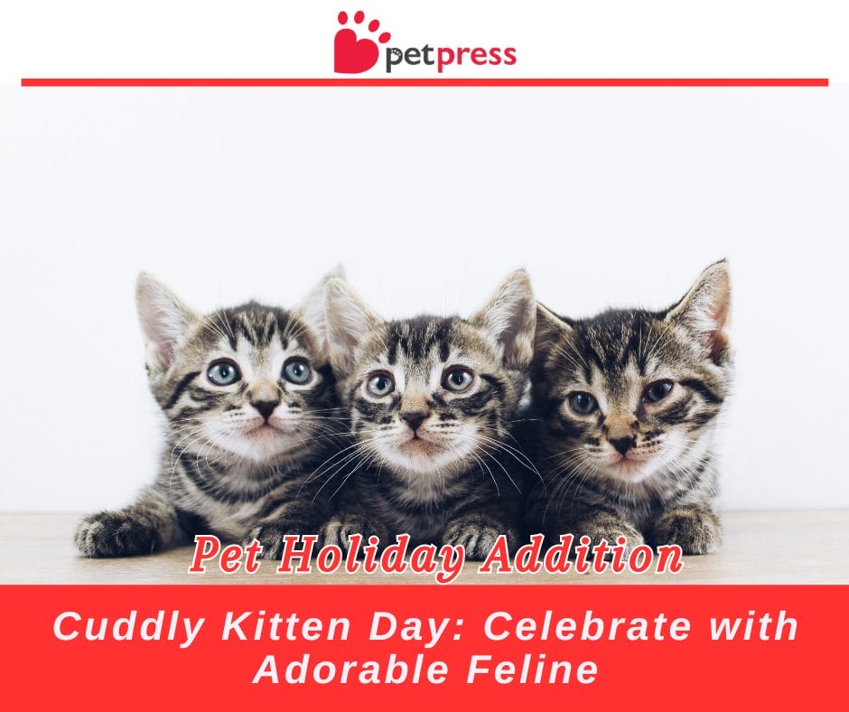 Cuddly Kitten Day: Celebrate with Adorable Feline - PetPress