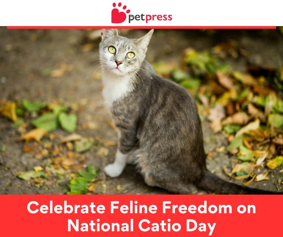 Celebrate Feline Freedom on National Catio Day - PetPress