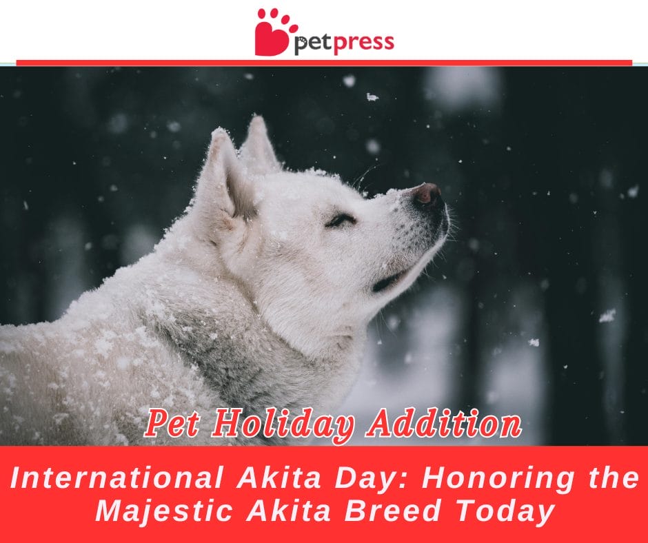 International Akita Day: Honoring the Majestic Akita Breed Today - PetPress