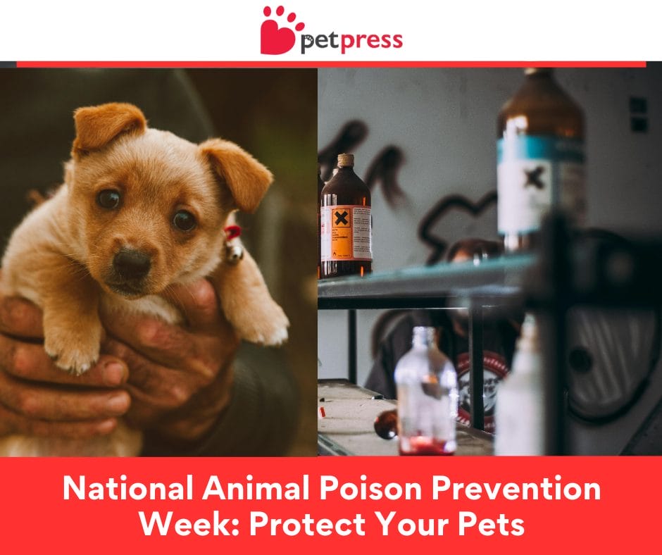 National Animal Poison Prevention Week: Protect Your Pets - PetPress