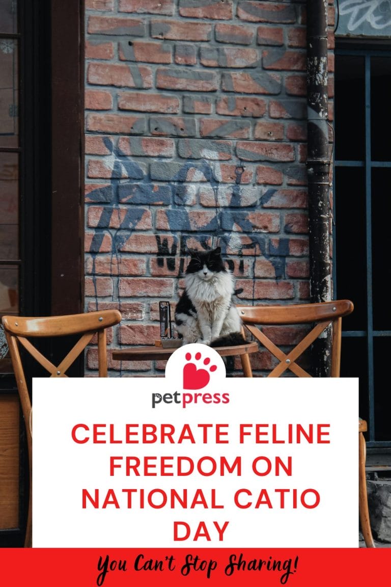Celebrate Feline Freedom on National Catio Day - PetPress