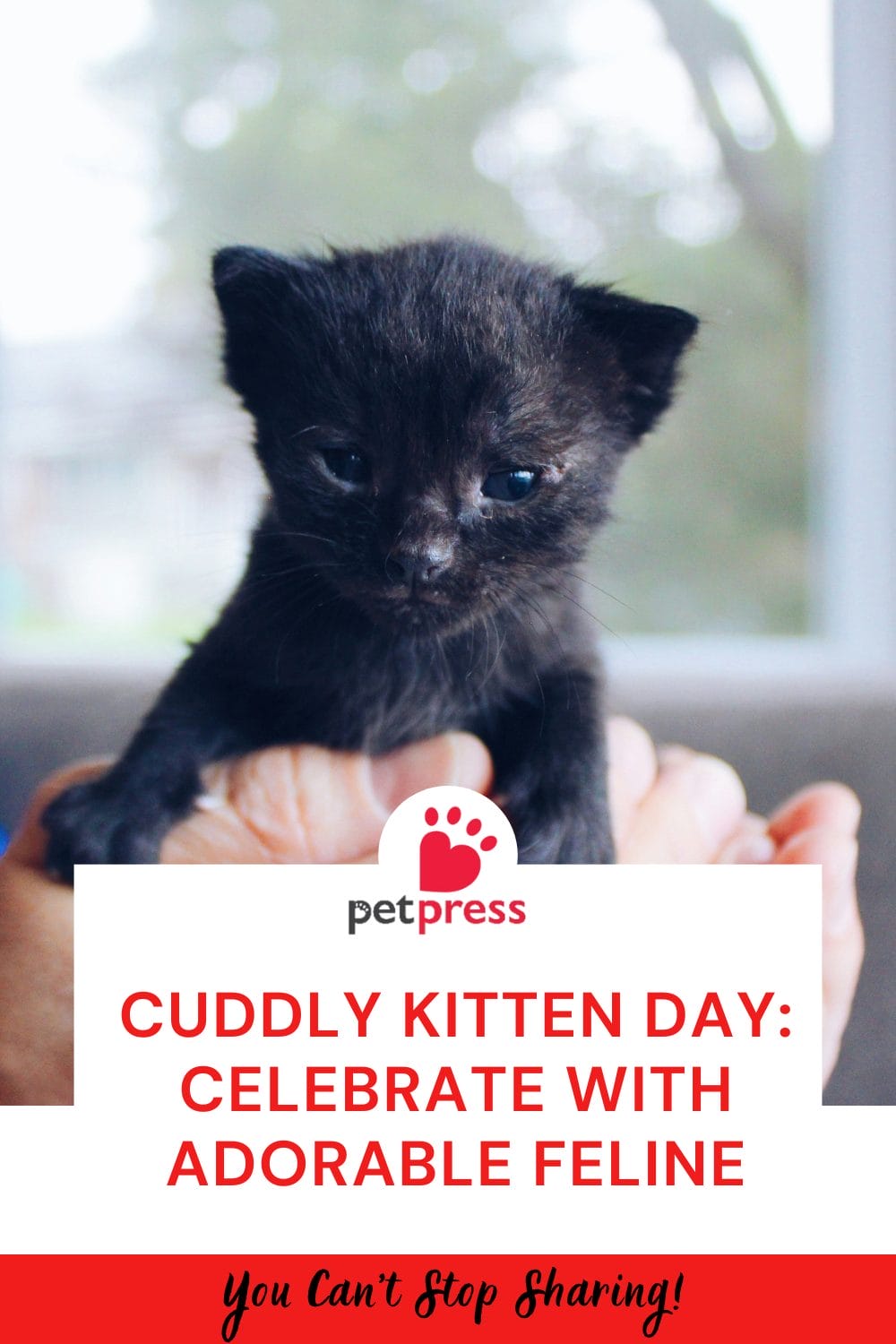 Cuddly Kitten Day: Celebrate with Adorable Feline - PetPress
