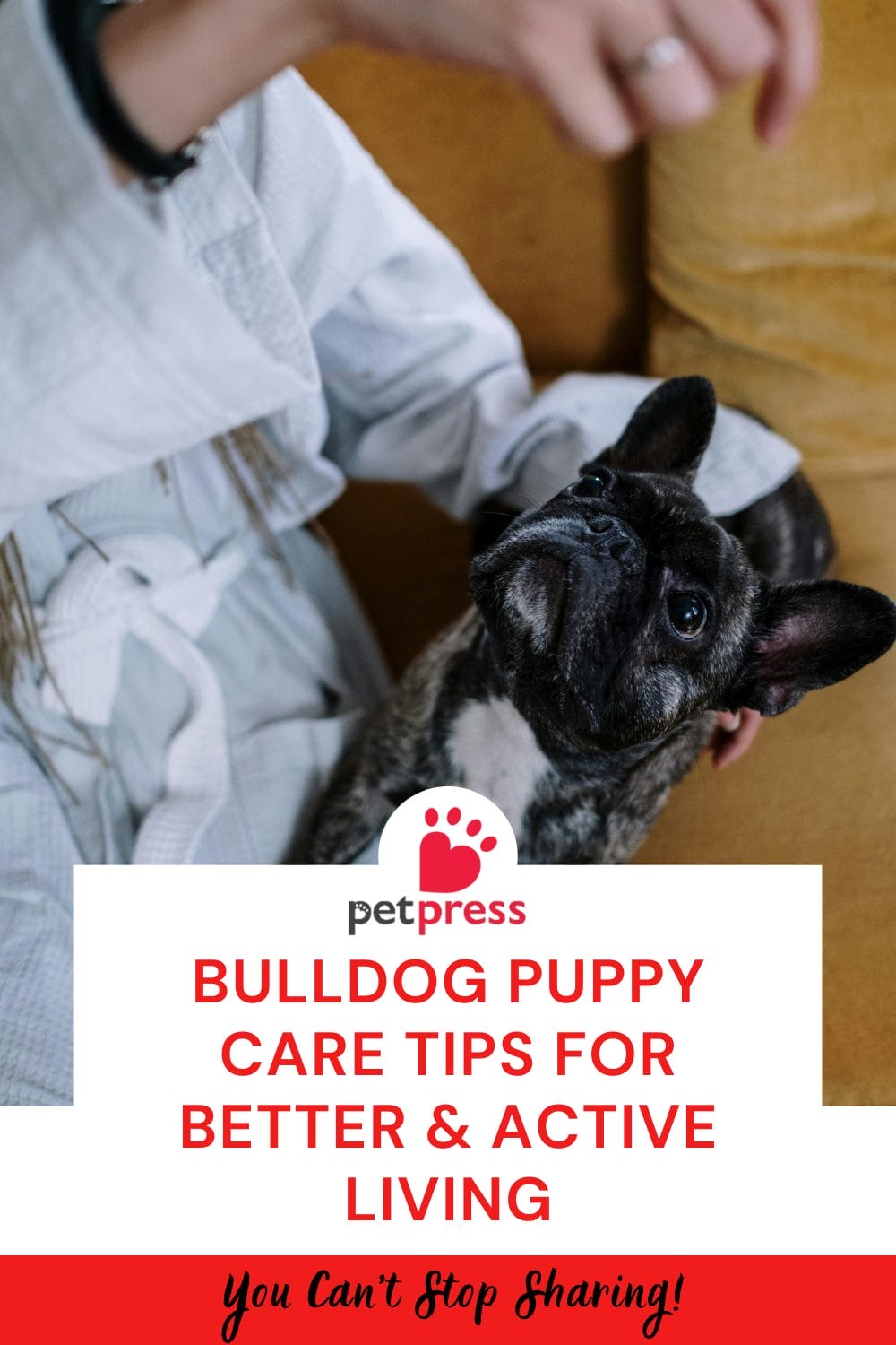 Bulldog Puppy Care Tips for Better & Active Living - PetPress