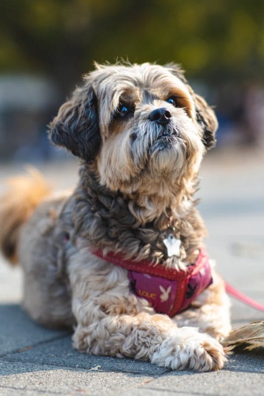 Perfect Allergy-Friendly: 7 Hypoallergenic Hybrid Dog Breeds