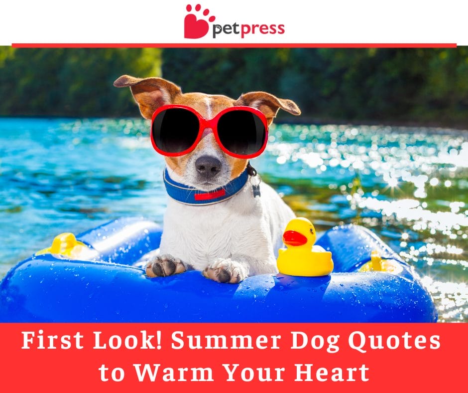 First Look! Summer Dog Quotes to Warm Your Heart - PetPress