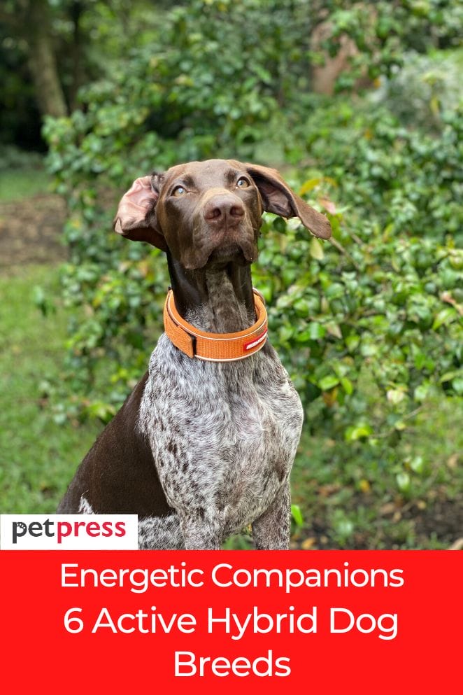 Energetic Companions: 6 Active Hybrid Dog Breeds