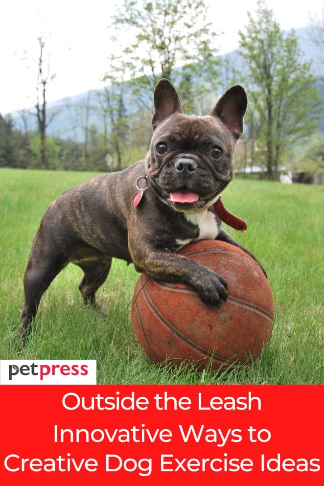 Outside the Leash: 10 Ways to Creative Dog Exercise Ideas